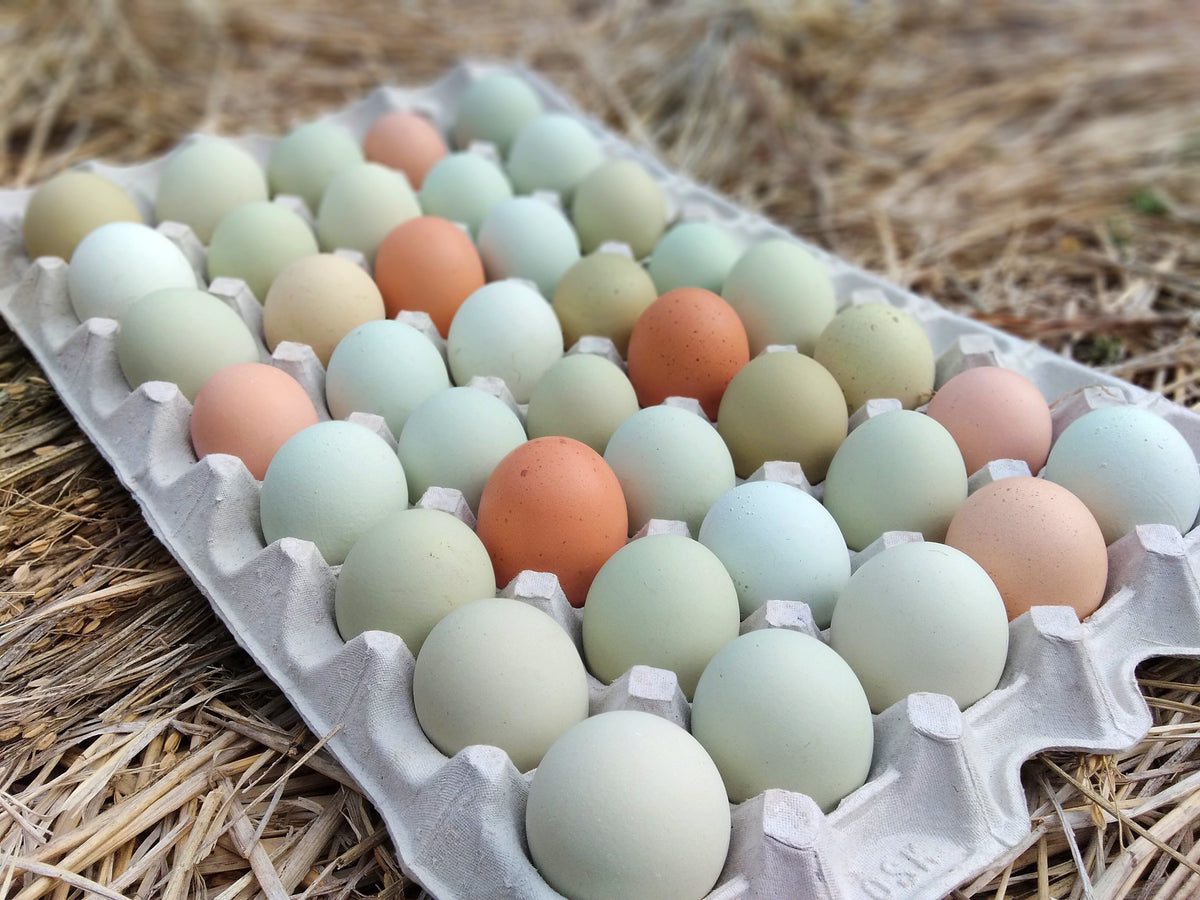 Eggs in quantity of your choice – Kasamatsu Farms