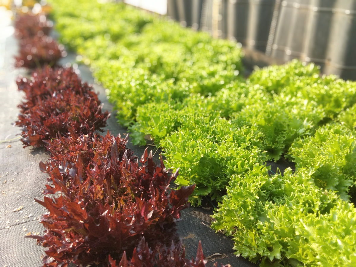 Premium Salanova Lettuce Mix – Kasamatsu Farms