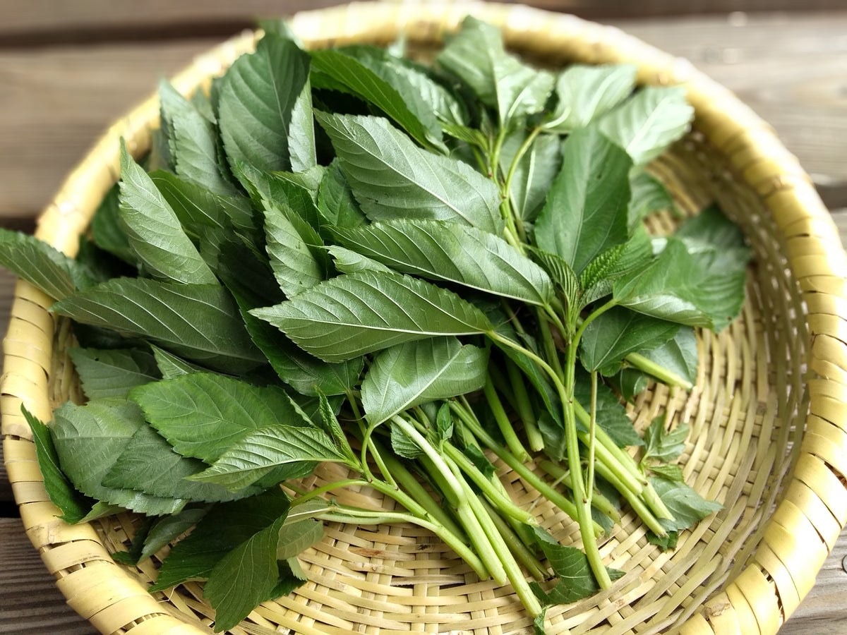 Molokhia (Egyptian Spinach/Jew's Mallow) – Kasamatsu Farms